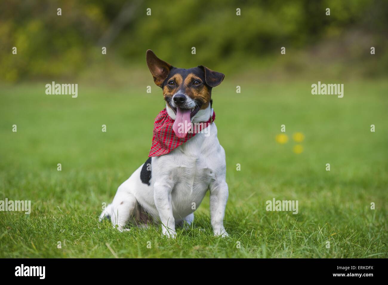 sitting Jack Russell Terrier Stock Photo - Alamy