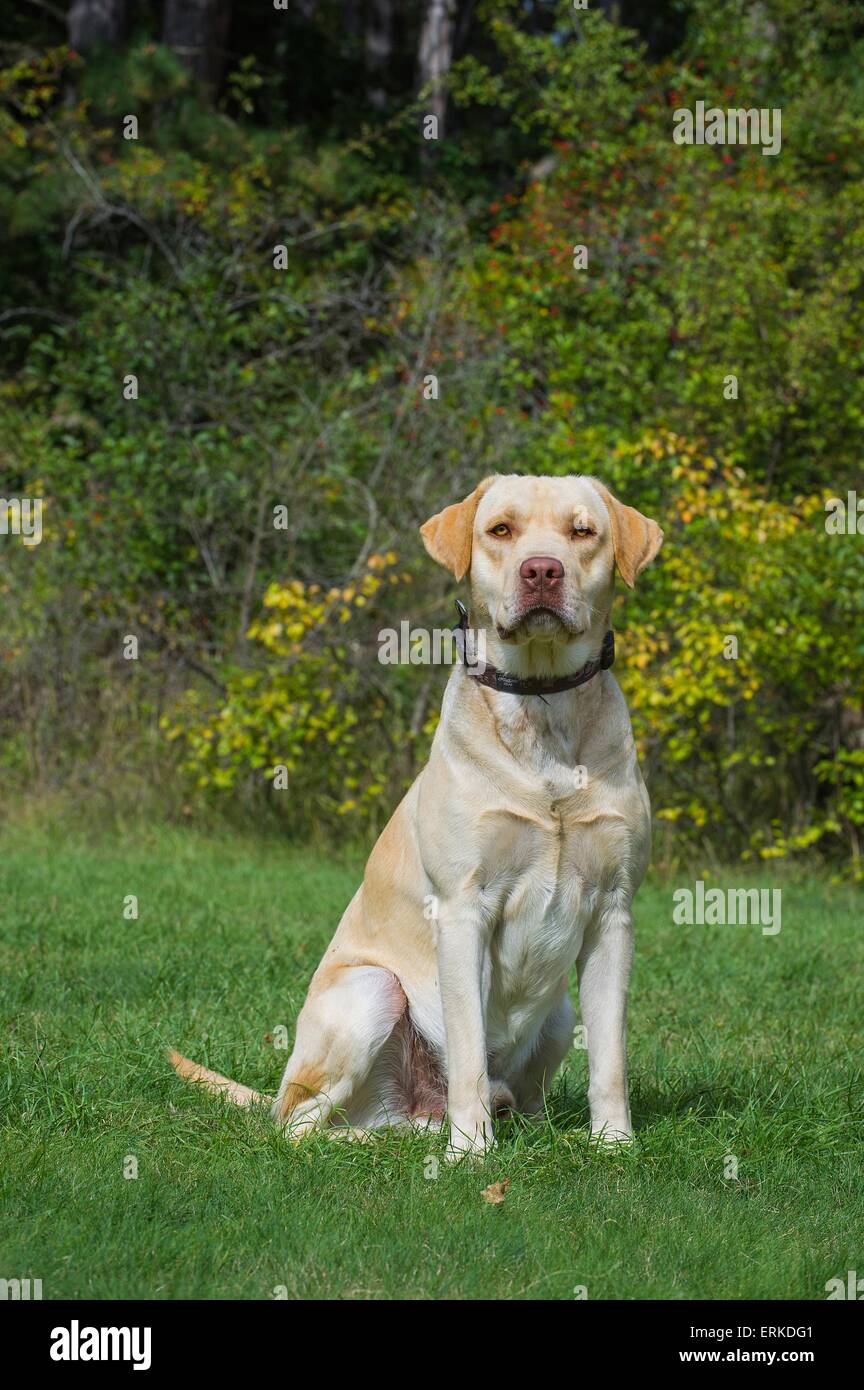 sitting Labrador Retriever Stock Photo - Alamy