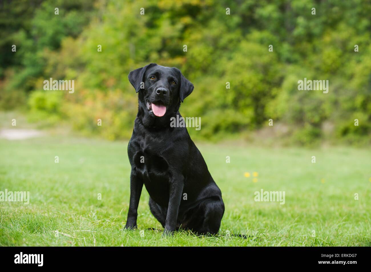 sitting Labrador Retriever Stock Photo - Alamy