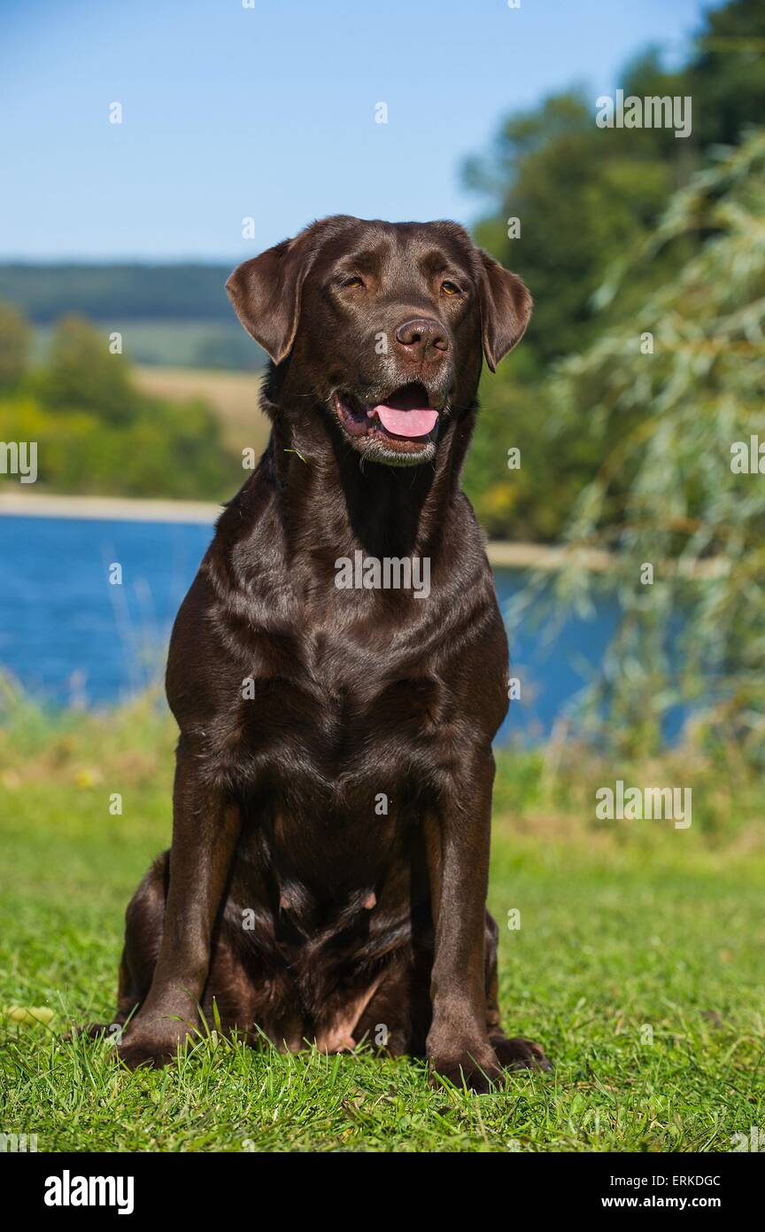 sitting Labrador Retriever Stock Photo - Alamy