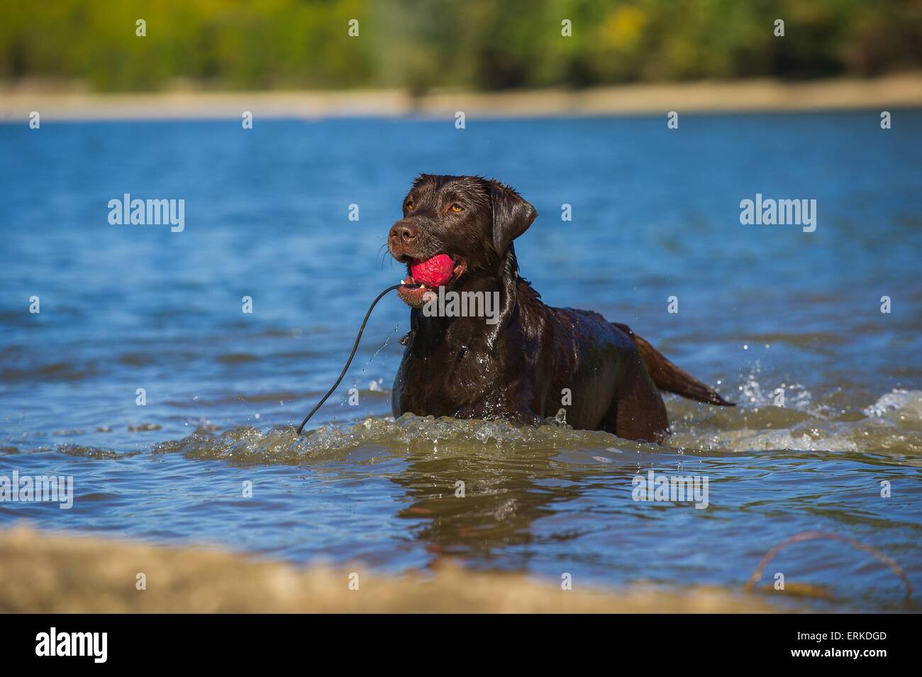 playing Labrador Retriever Stock Photo - Alamy