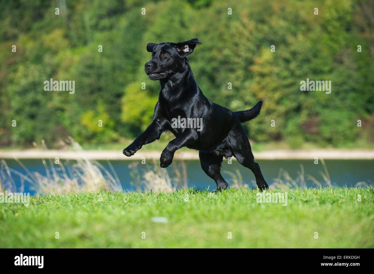 running Labrador Retriever Stock Photo - Alamy