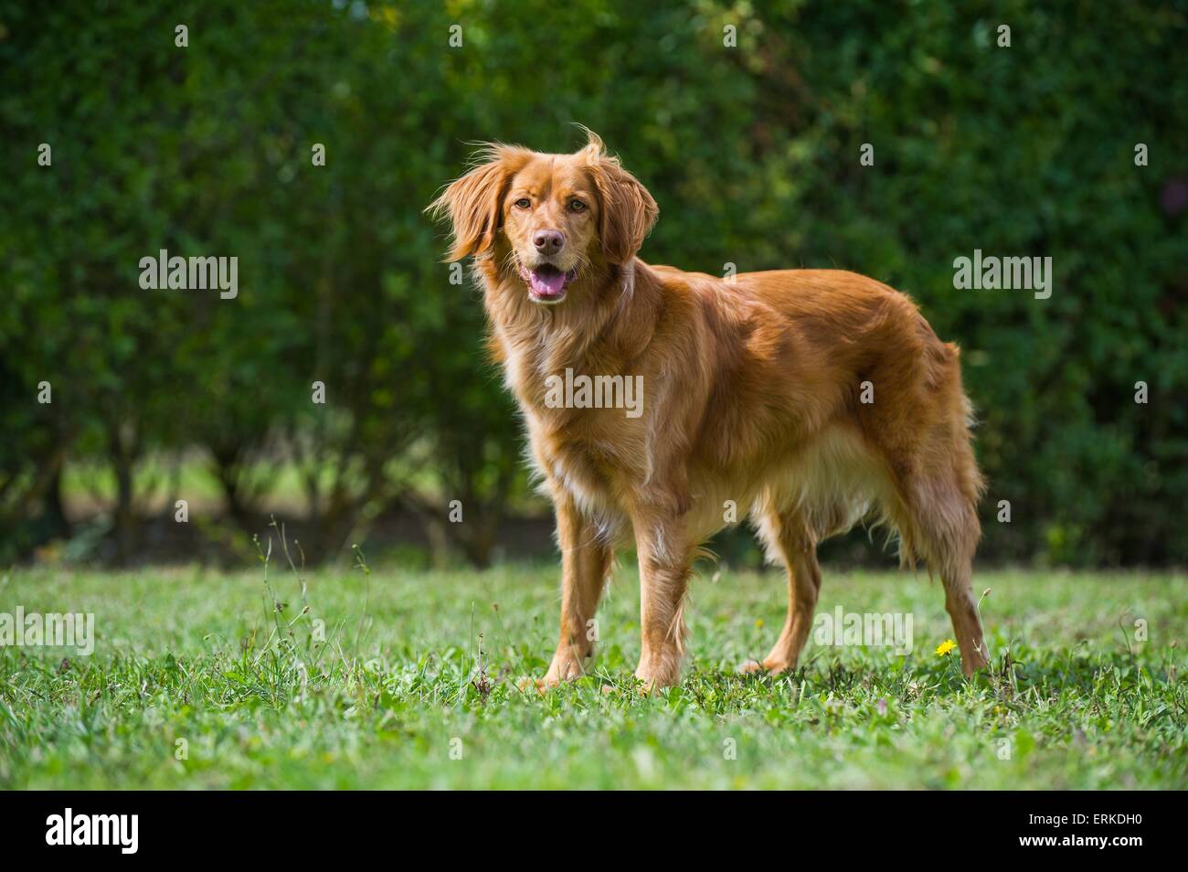 standing Nova Scotia Duck Tolling Retriever Stock Photo - Alamy