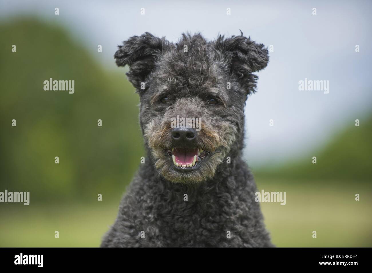Pumi Dog High Resolution Stock Photography and Images - Alamy