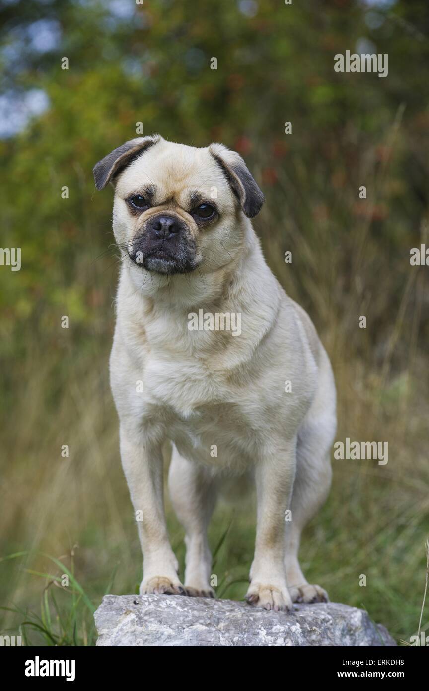 Retropug hi-res stock photography and images - Alamy