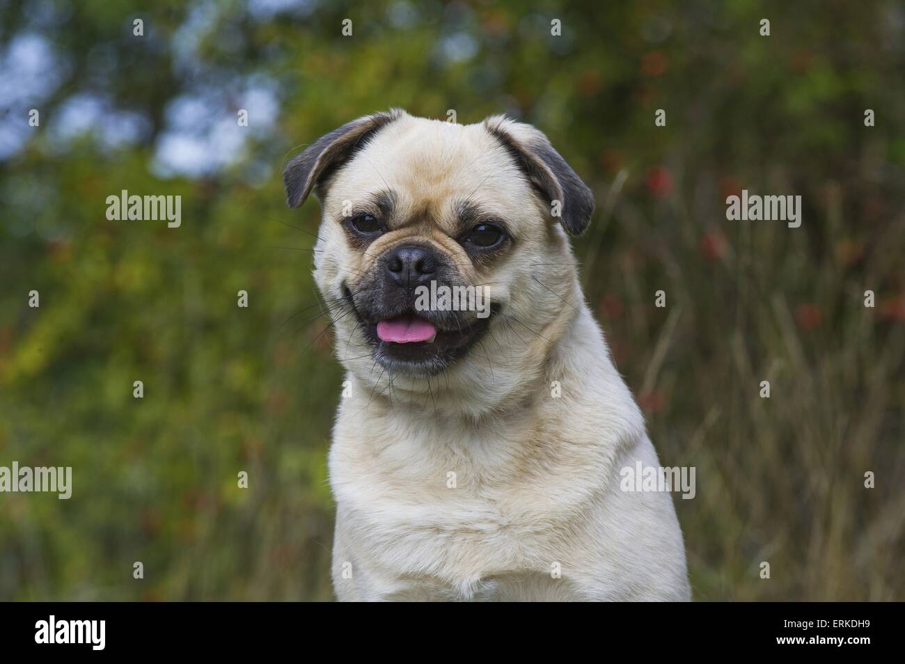 Retro dogs hi-res stock photography and images - Alamy
