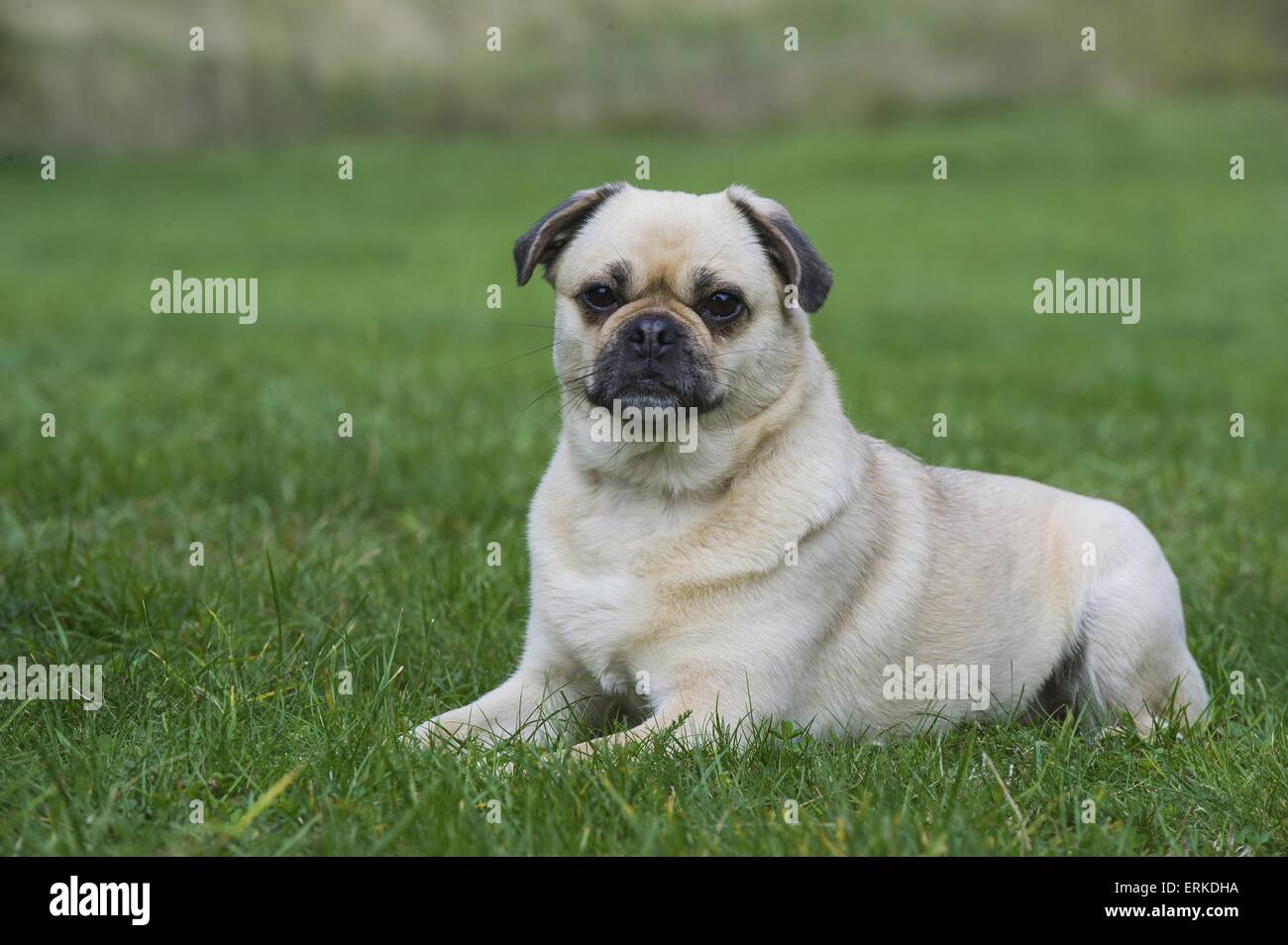 Pug dog retro hi-res stock photography and images - Alamy