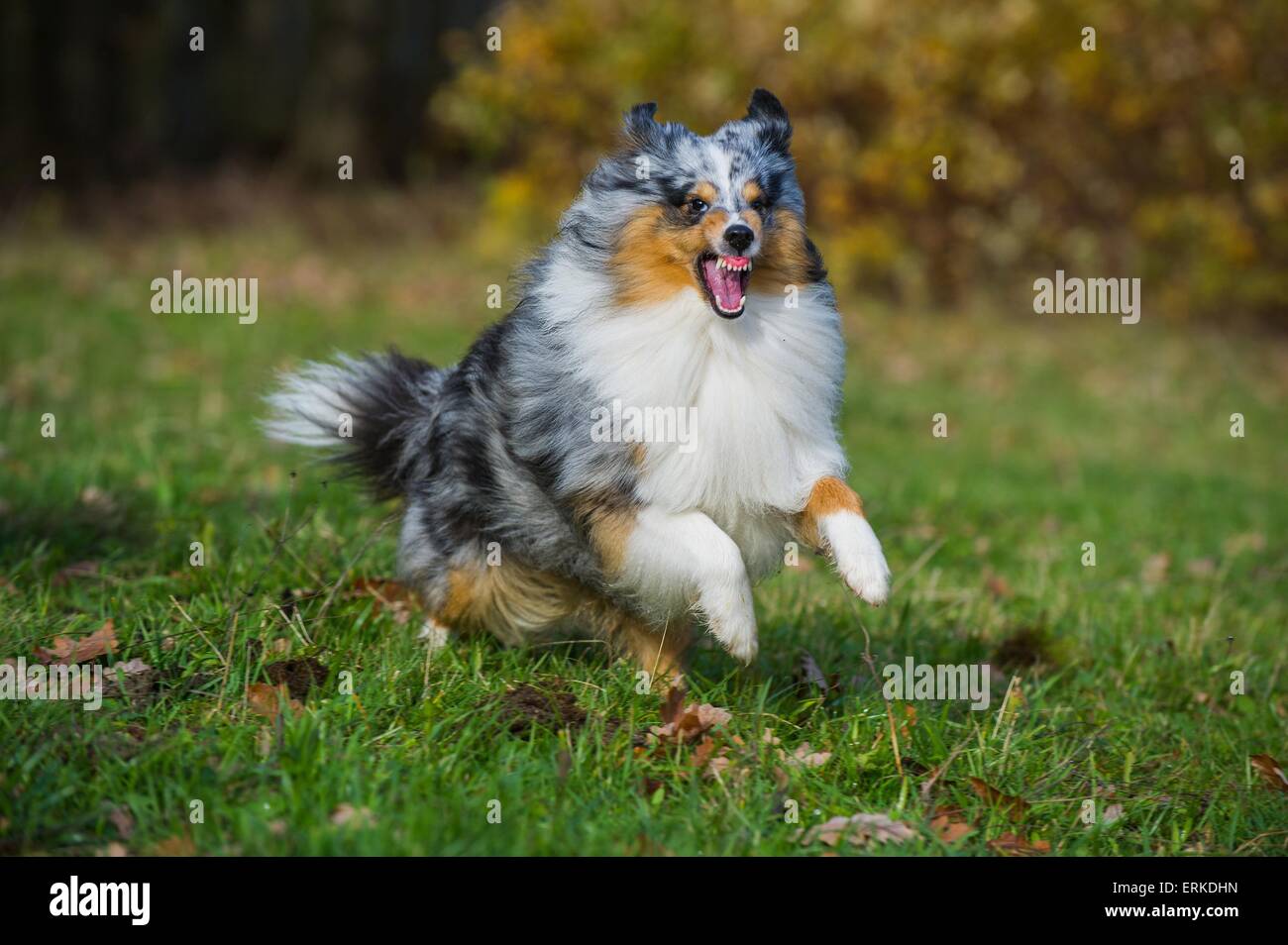 running Shetland Sheepdog Stock Photo - Alamy