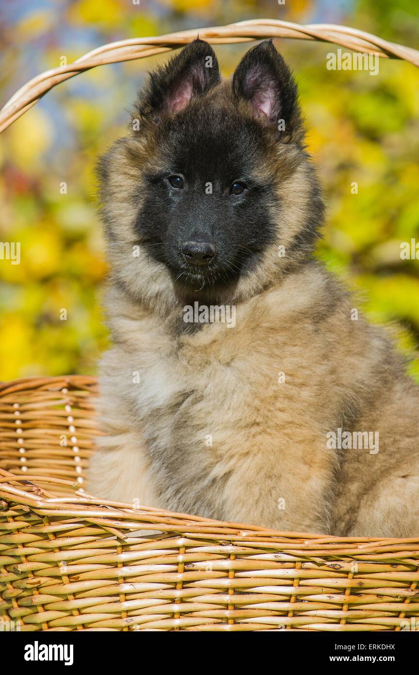 Tervueren hi-res stock photography and images - Alamy