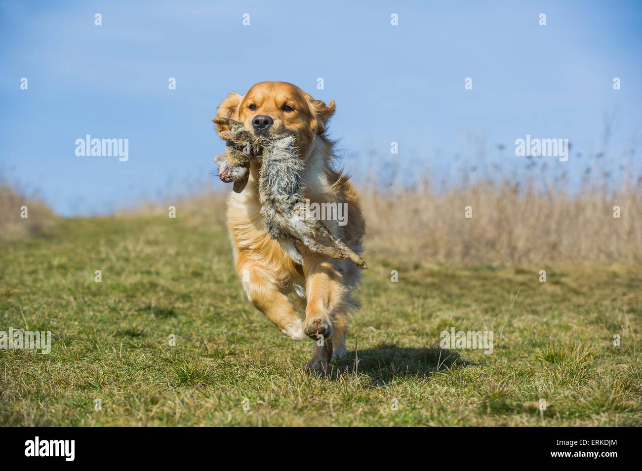 retrieving Golden Retriever Stock Photo - Alamy