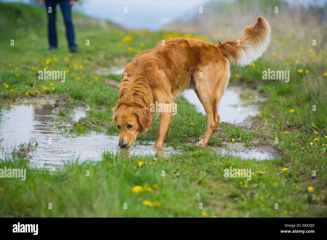 drinking Golden Retriever Stock Photo - Alamy