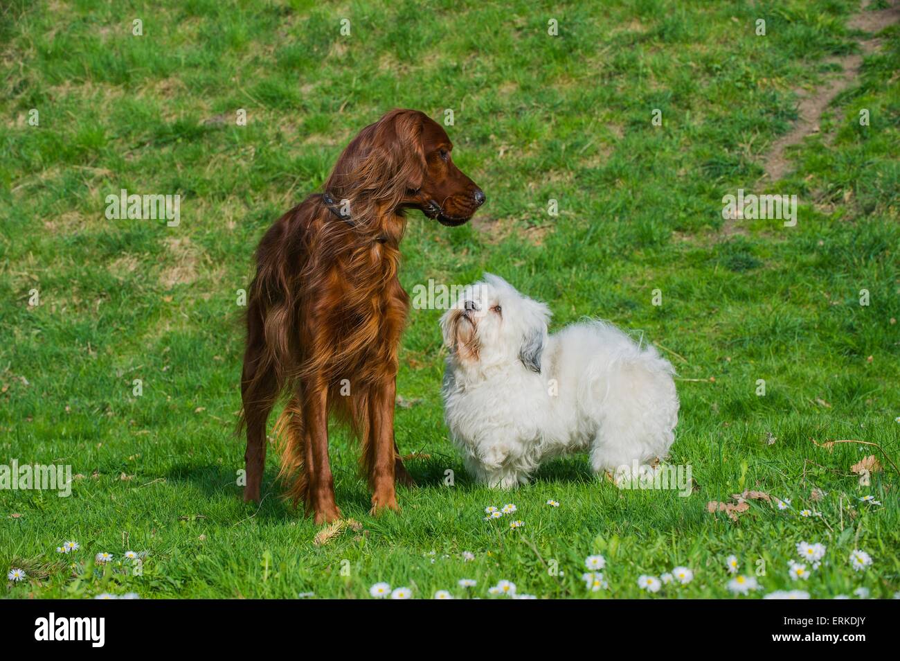 Small dog and big dog together hi-res stock photography and images - Alamy