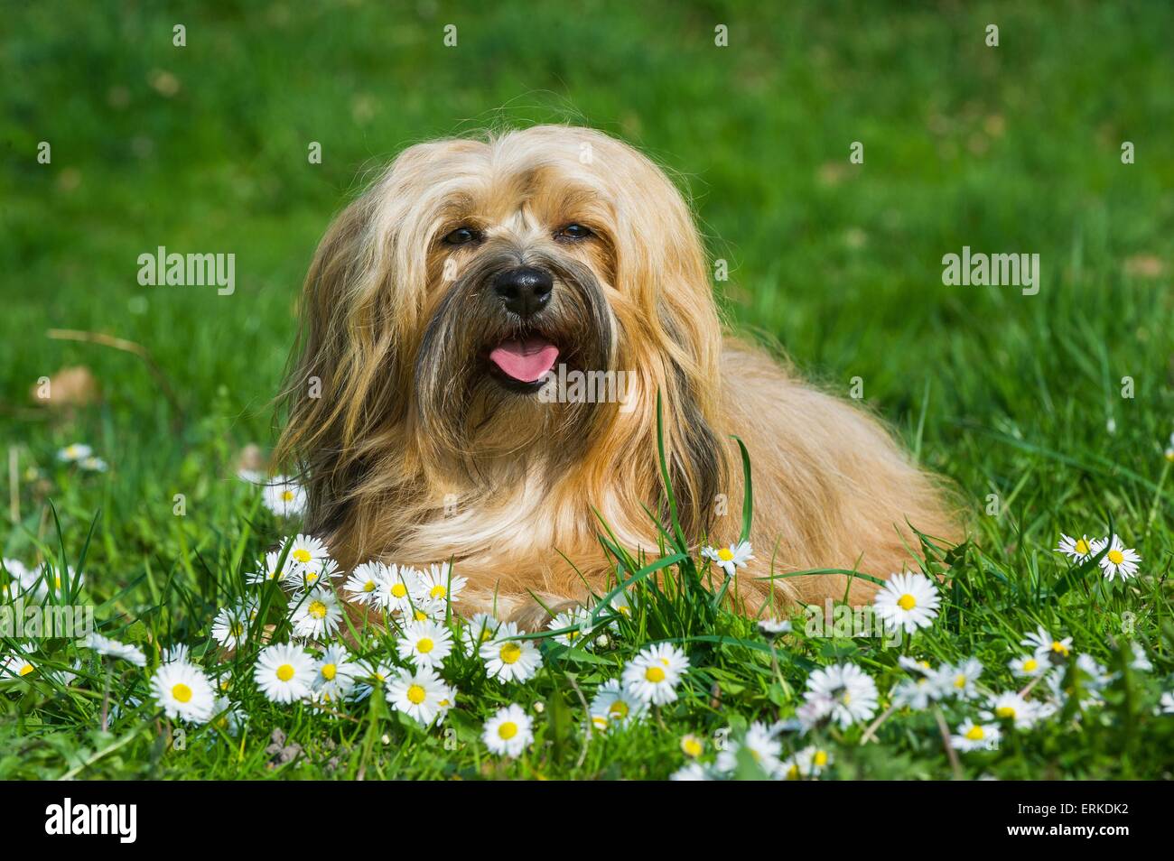 Havana silk dog havanese bichon hi-res stock photography and images - Alamy
