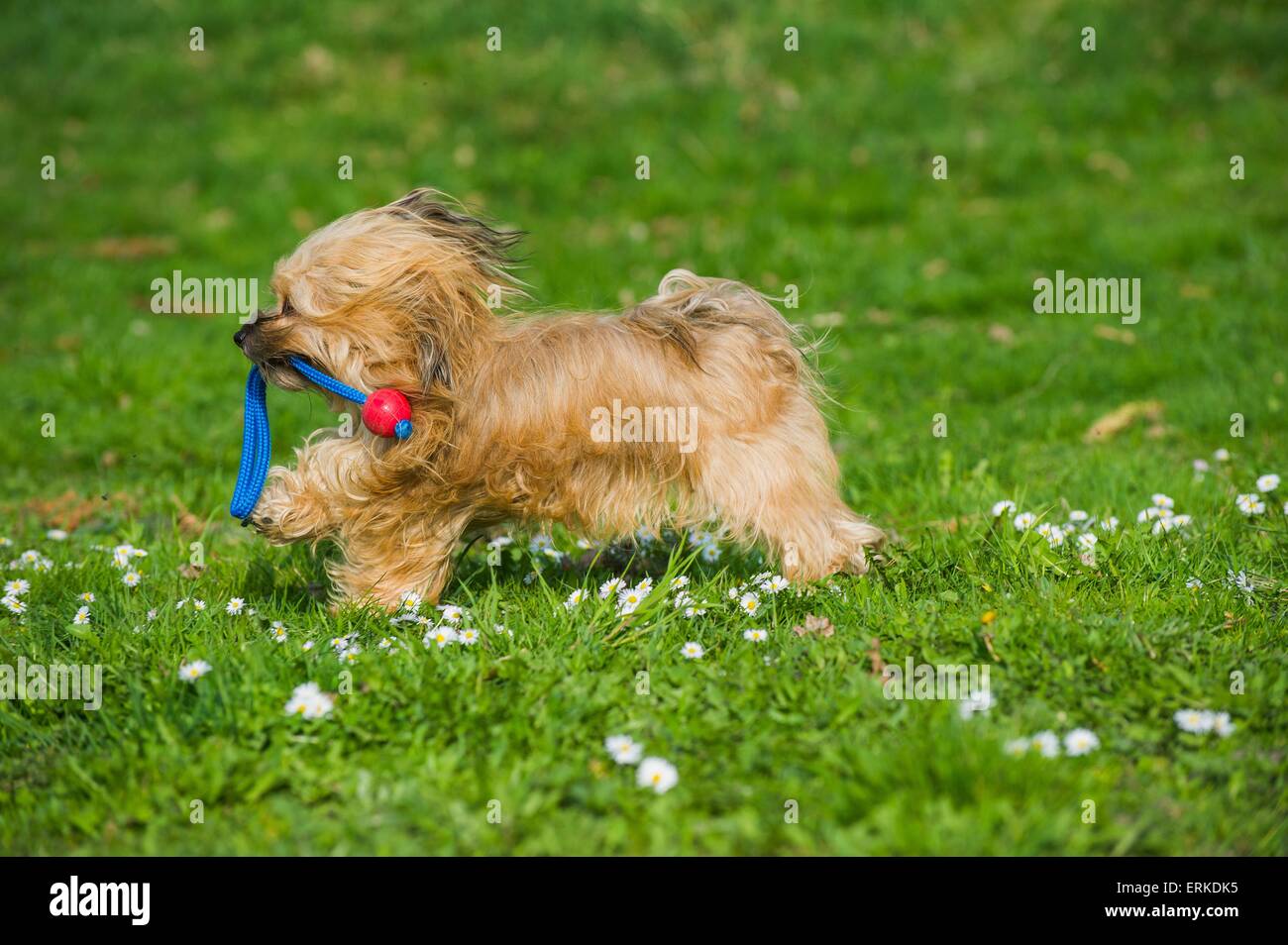 Havanese and ball hi-res stock photography and images - Alamy