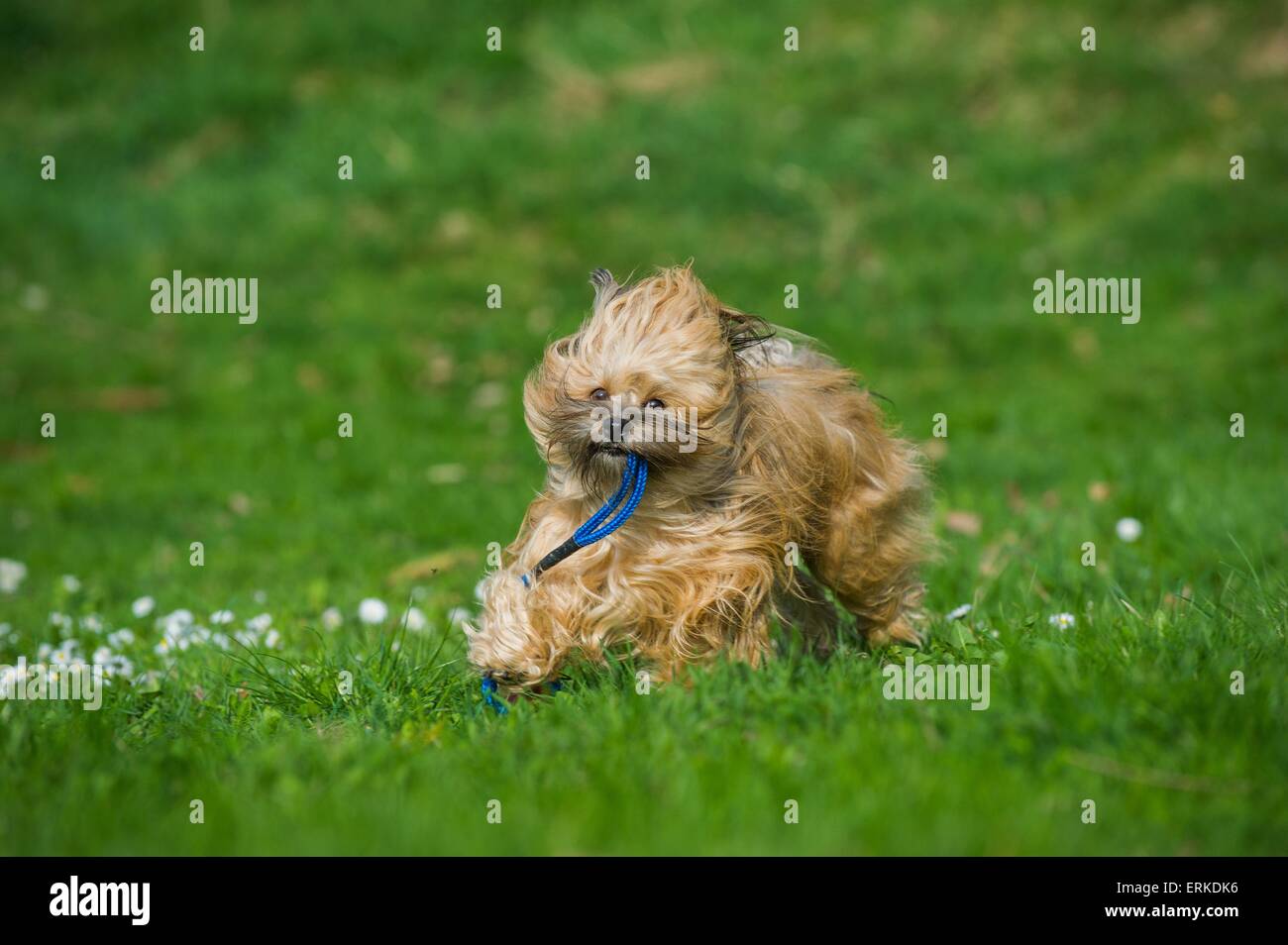 Havana silk dog hi-res stock photography and images - Alamy