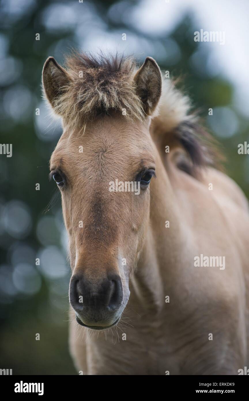 Young konik hi-res stock photography and images - Alamy