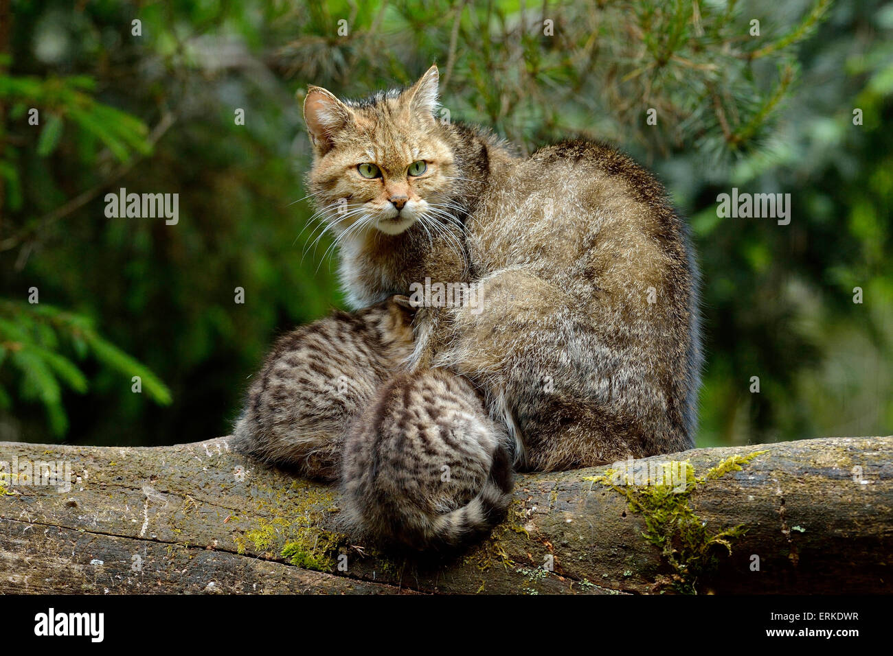 European wildcat with kittens felis silvestris hi-res stock photography ...