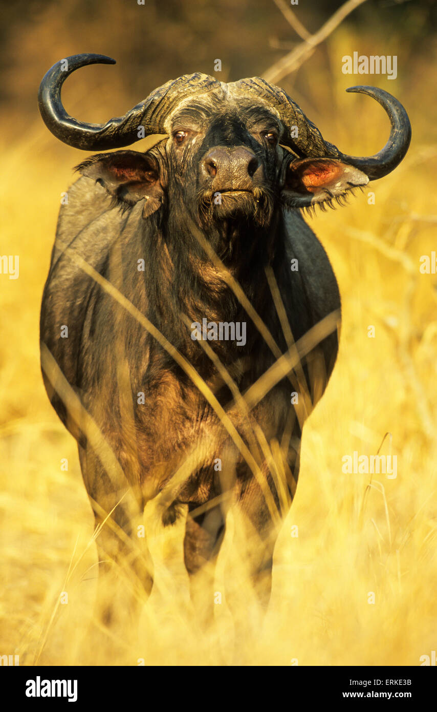 African buffalo syncerus bull south hi-res stock photography and images ...