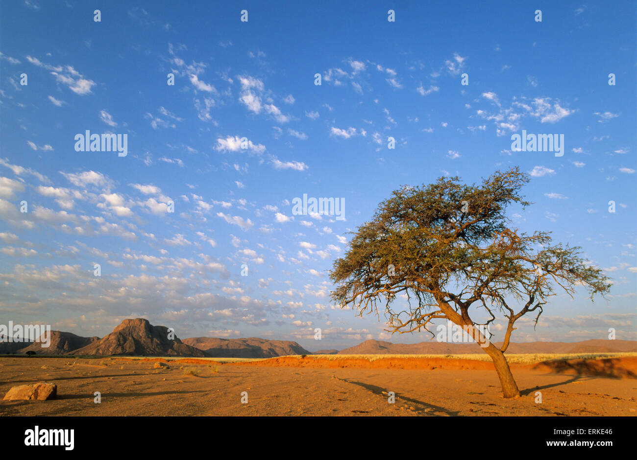 Camelthorn tree (Acacia erioloba) in the evening in a dry riverbed at ...