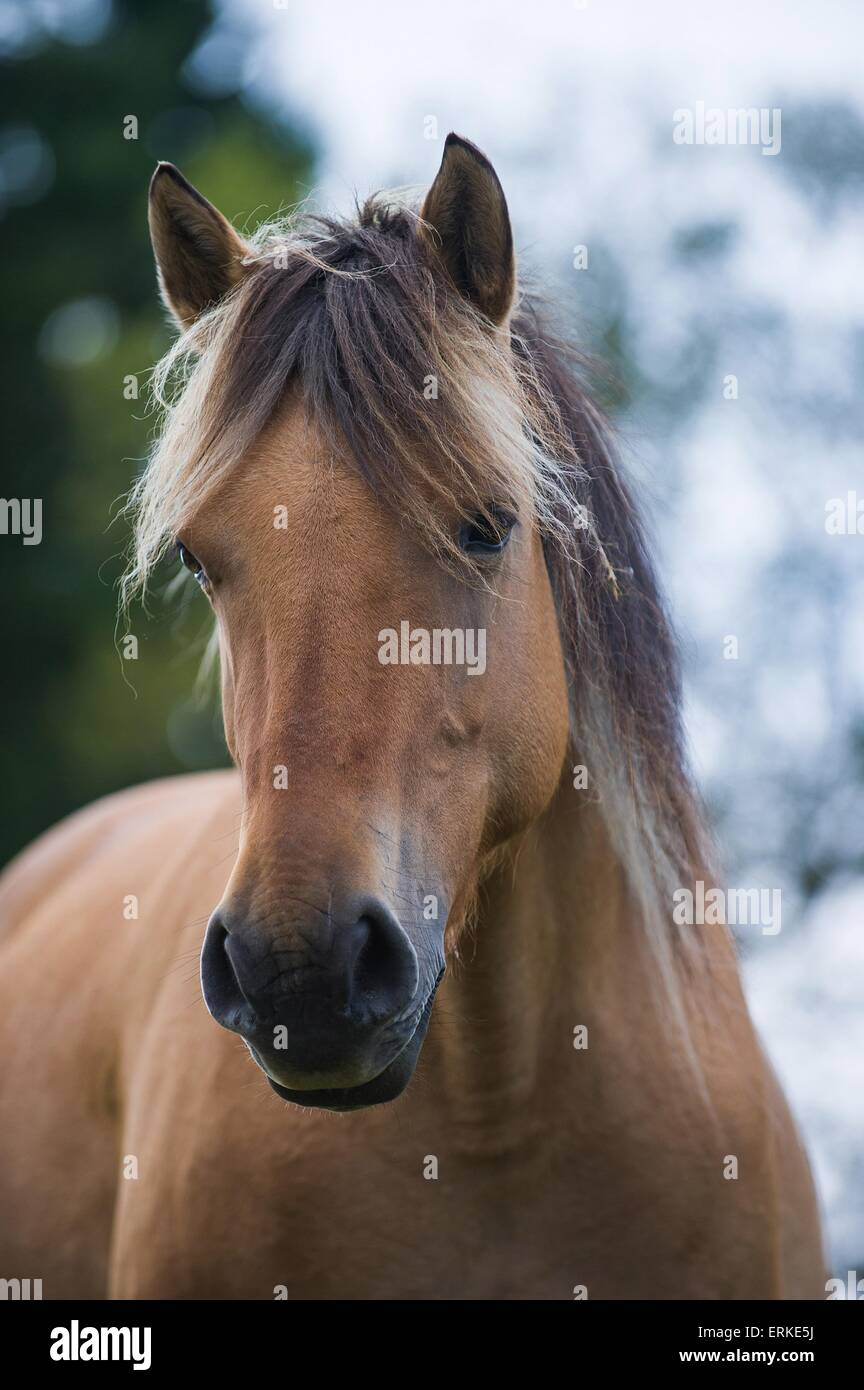 Konik hi-res stock photography and images - Alamy