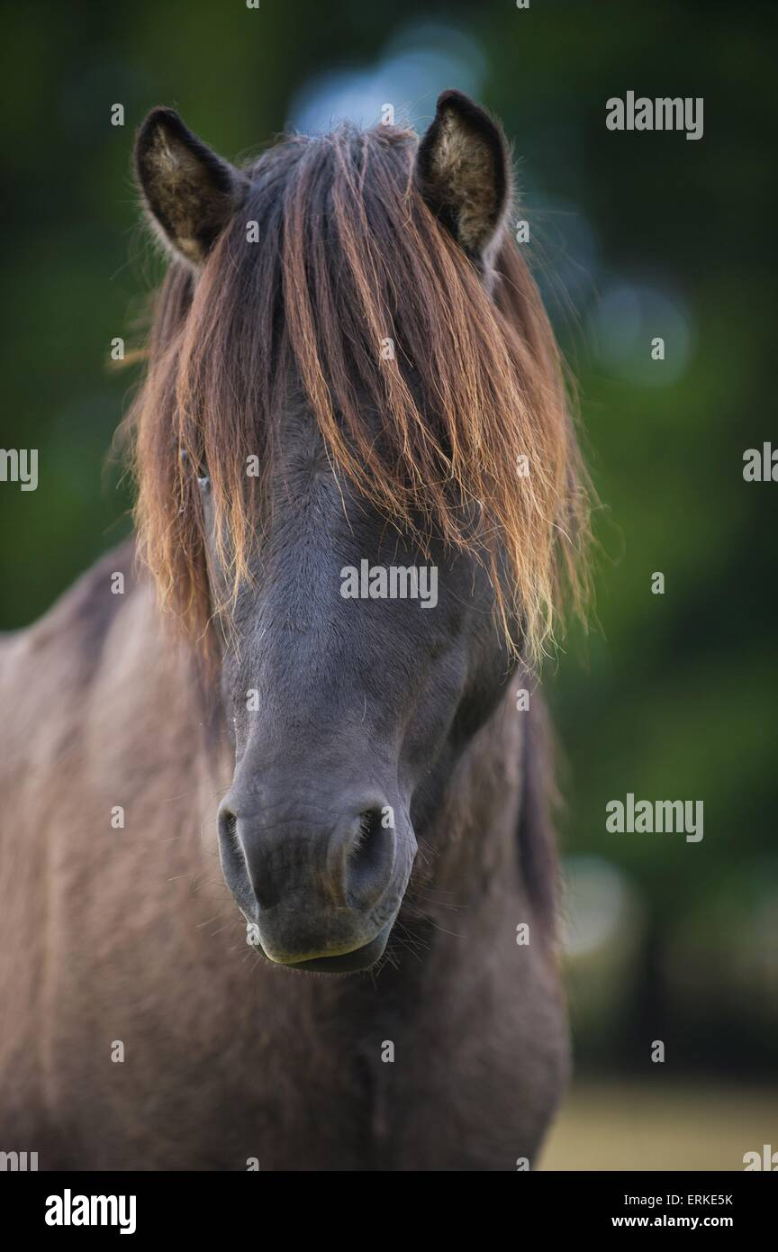 Head of a konik horse hi-res stock photography and images - Alamy
