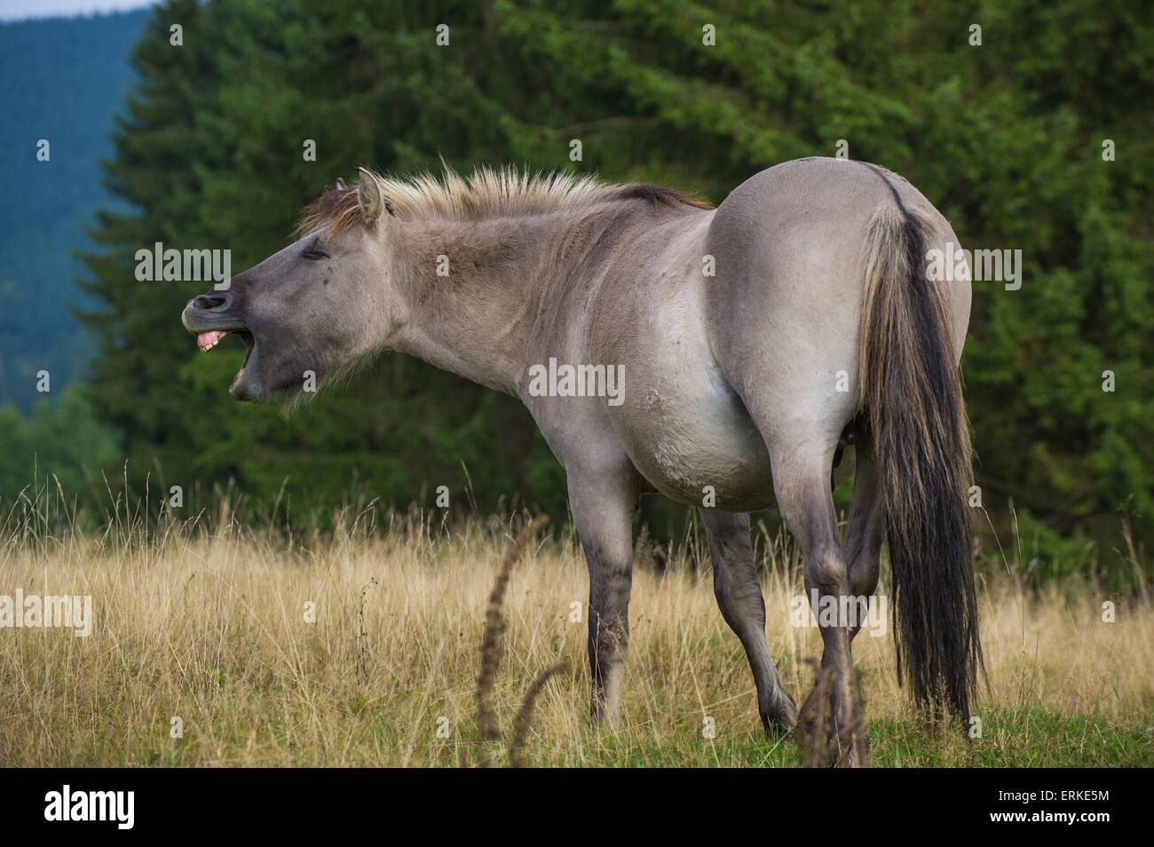 Horse pony yawn yawning hi-res stock photography and images - Alamy