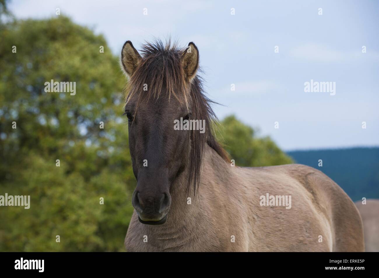 Konik ponys hi-res stock photography and images - Alamy