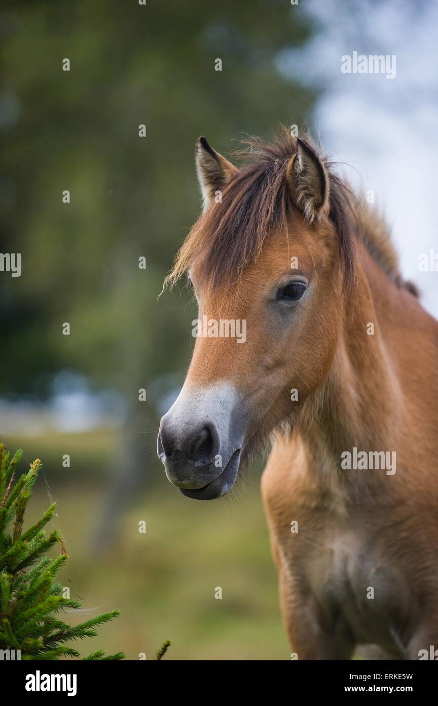 Konik hi-res stock photography and images - Alamy