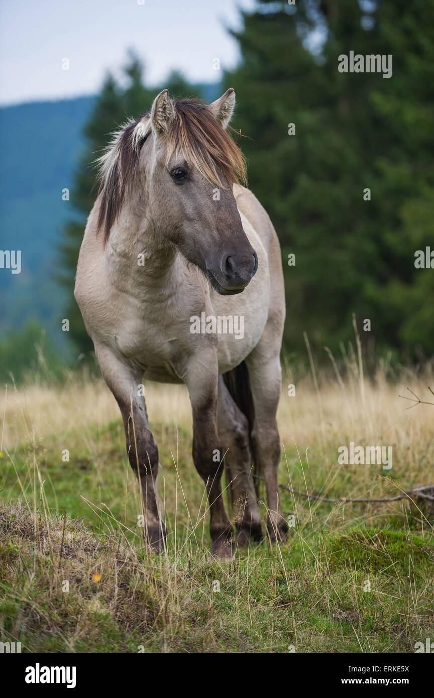 Konik hi-res stock photography and images - Alamy