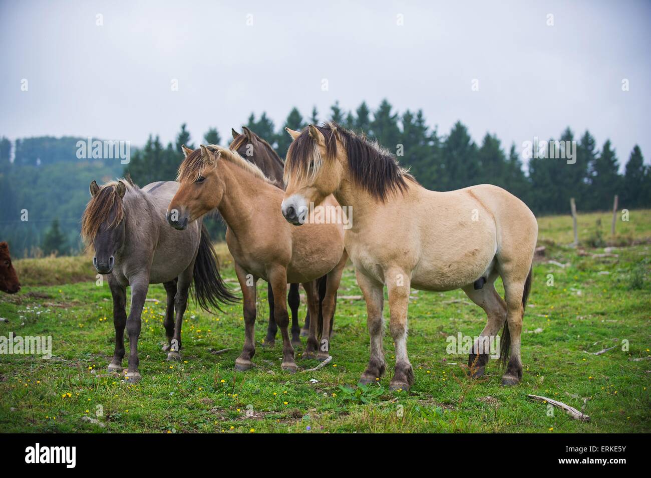 Konik herde hi-res stock photography and images - Alamy