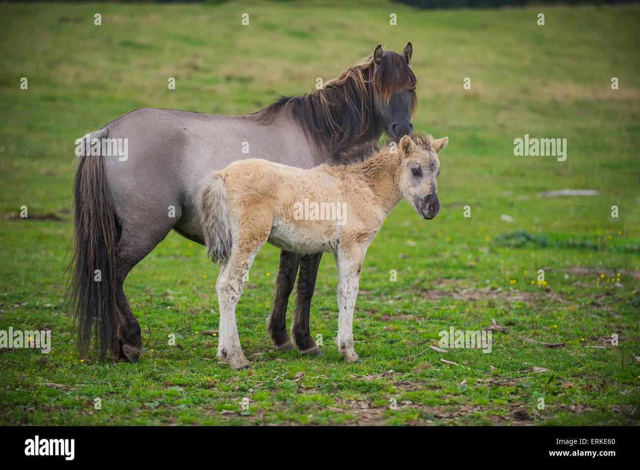 Two konik horses hi-res stock photography and images - Alamy