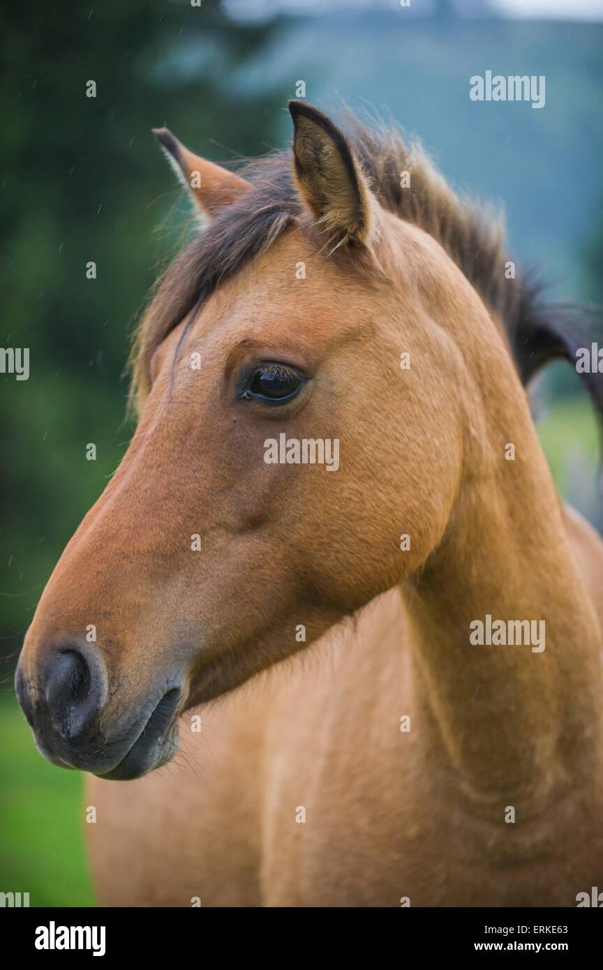 Konik pony horse hi-res stock photography and images - Alamy