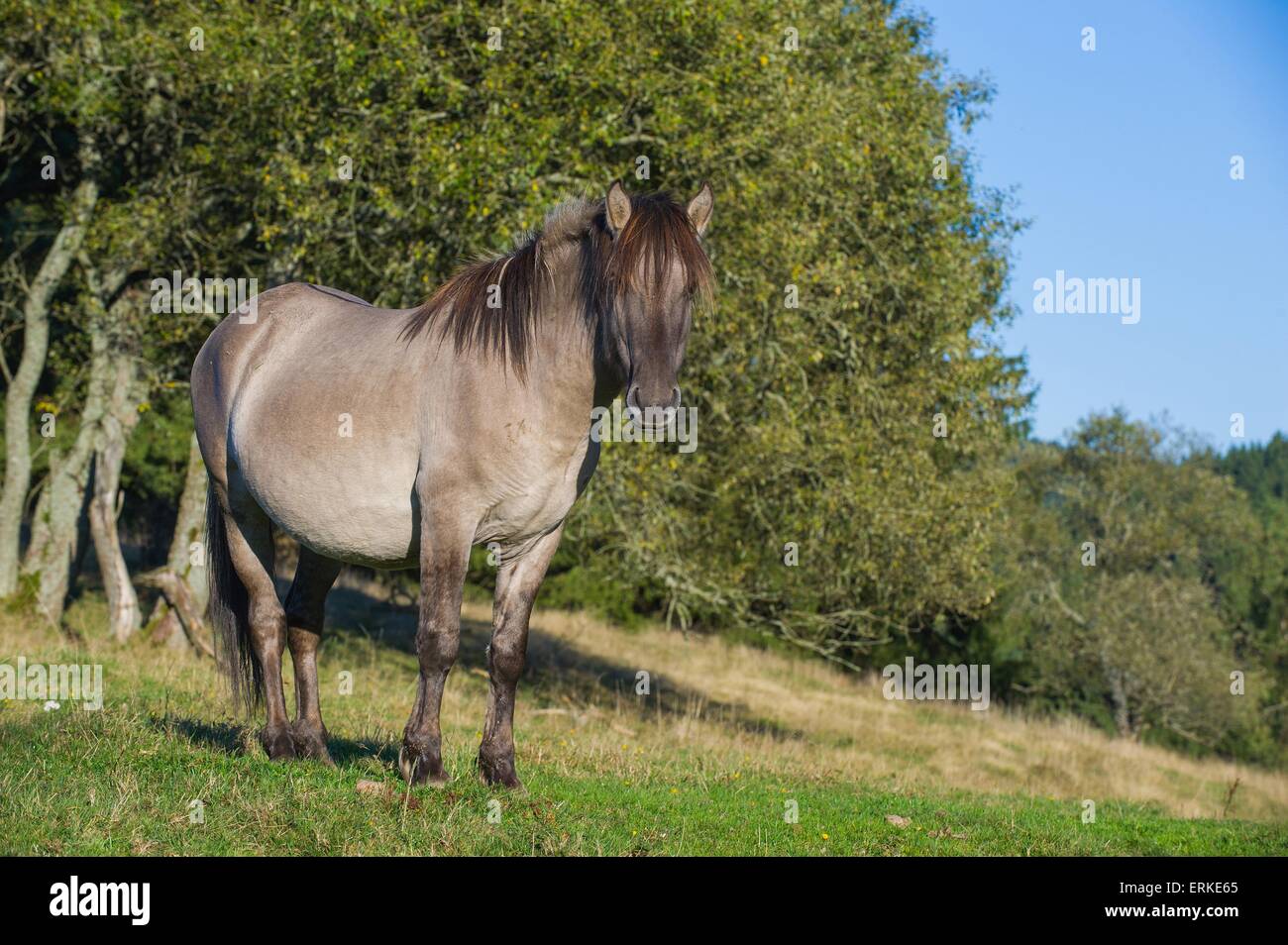 Konik ponys hi-res stock photography and images - Alamy