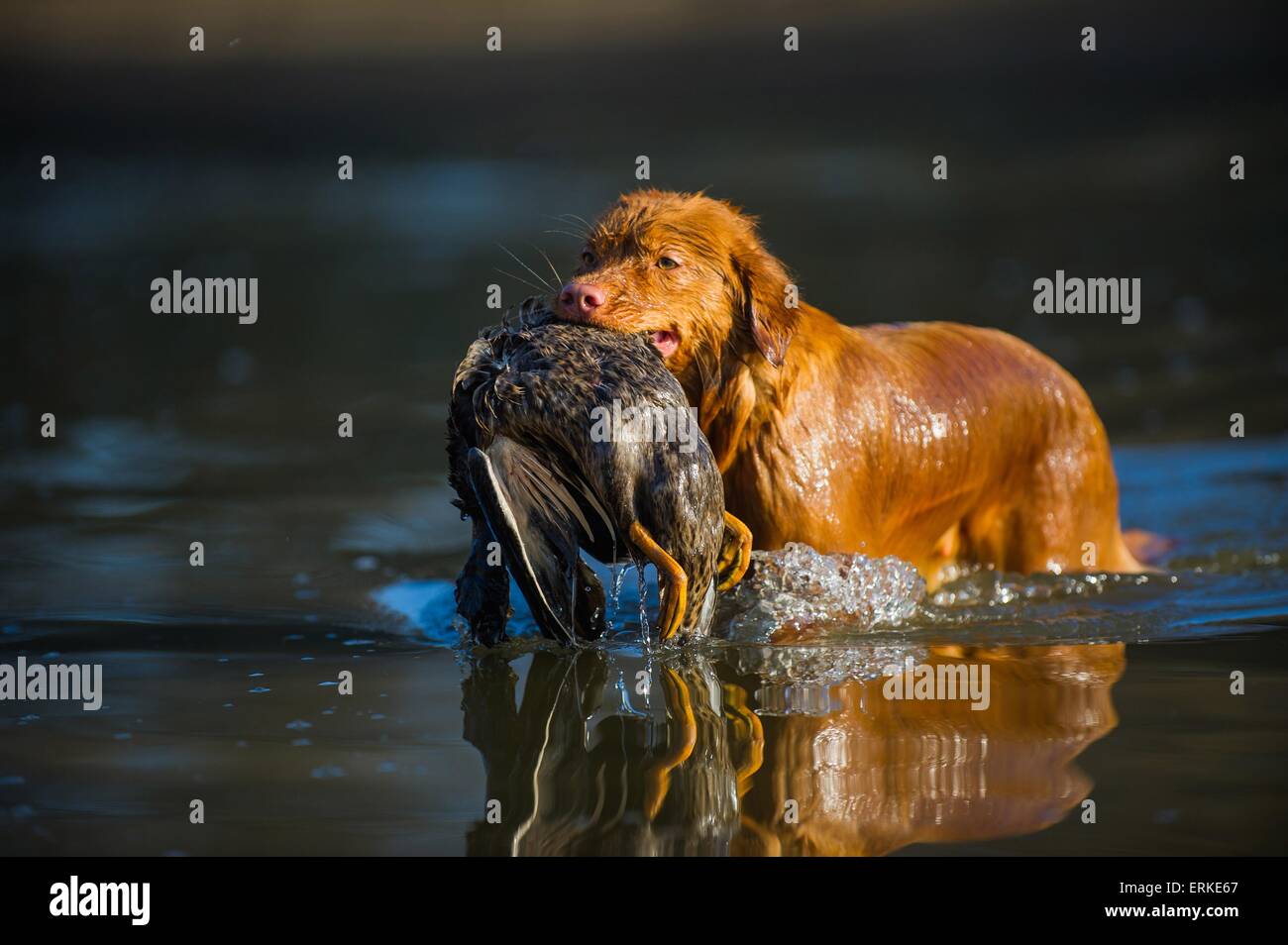 retrieving Nova Scotia Duck Tolling Retriever Stock Photo - Alamy