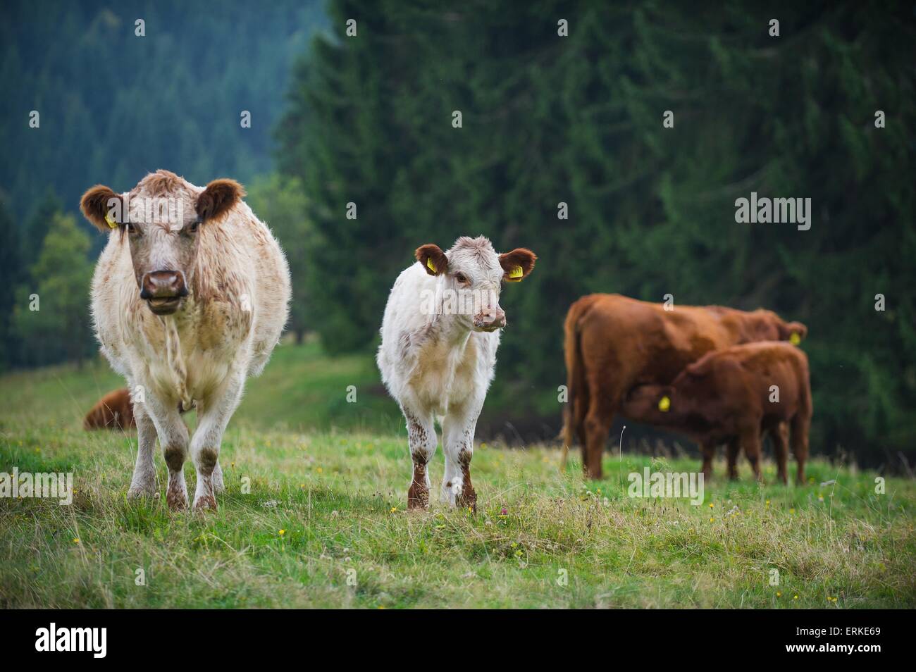 Four cattle hi-res stock photography and images - Alamy