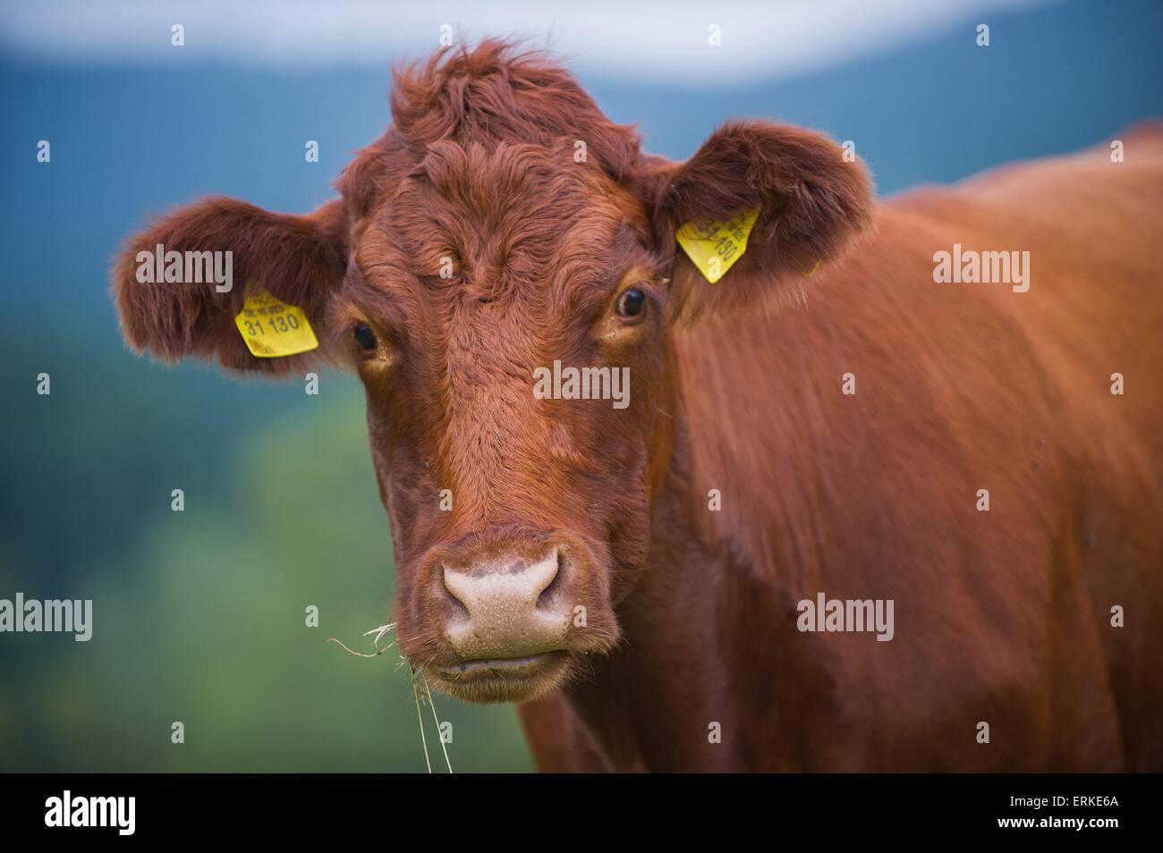 Cattle heads hi-res stock photography and images - Alamy