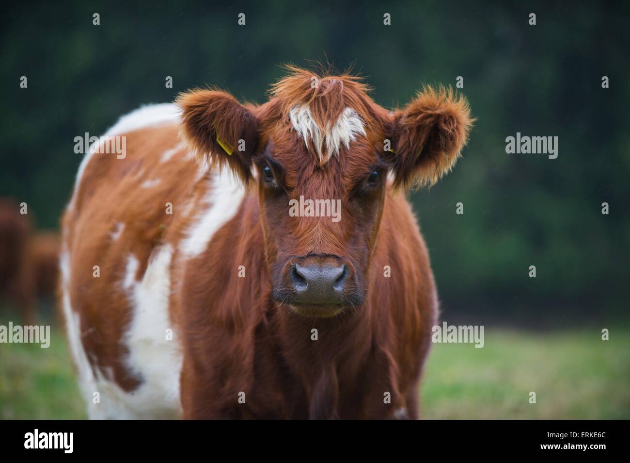 Adult cows hi-res stock photography and images - Alamy