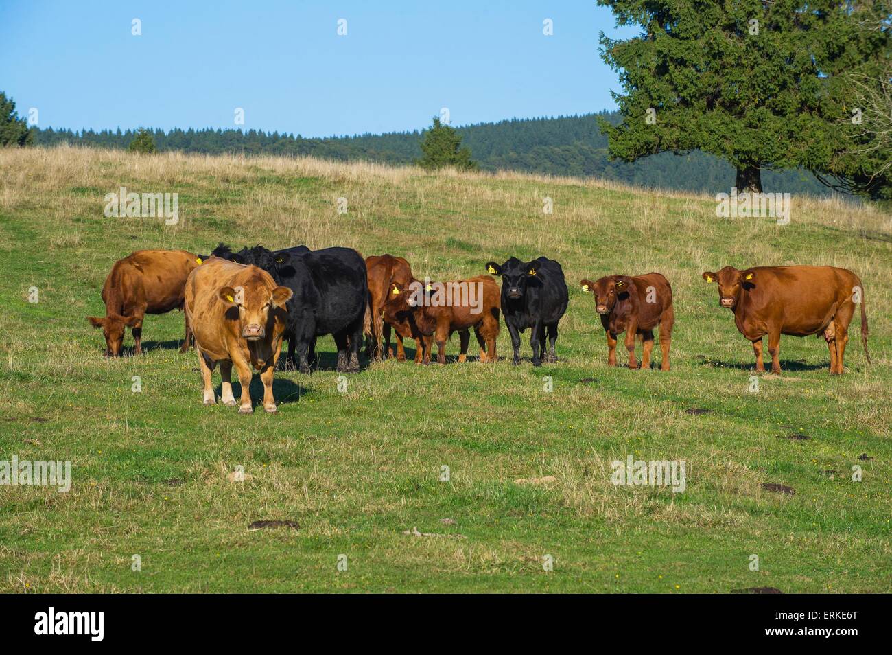 Cattle feeding outdoors cows hi-res stock photography and images - Alamy