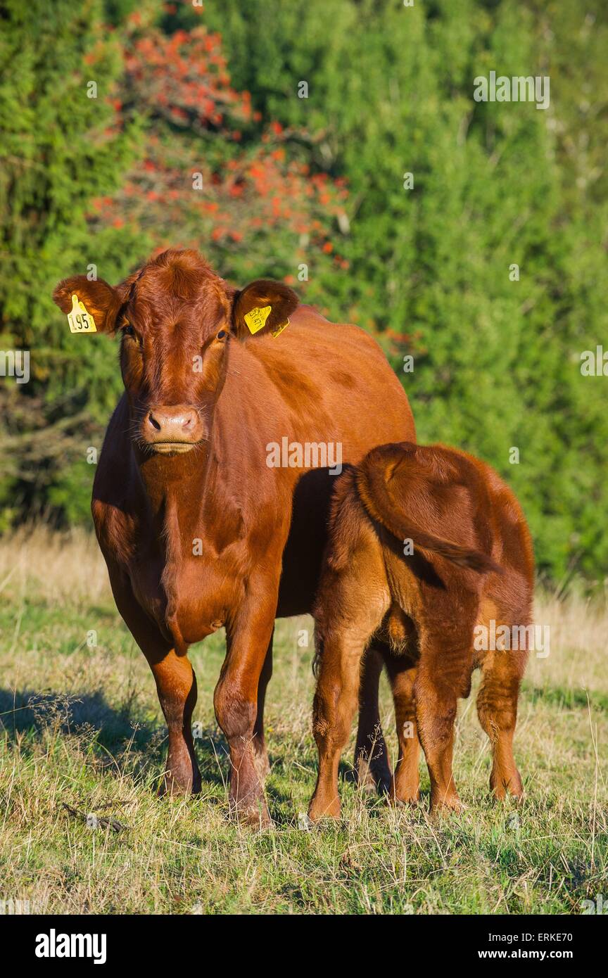 Rear cattle hi-res stock photography and images - Alamy