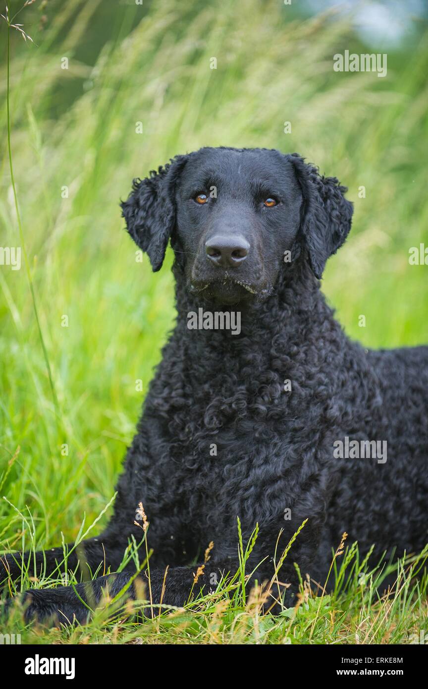Curly Haired Lab