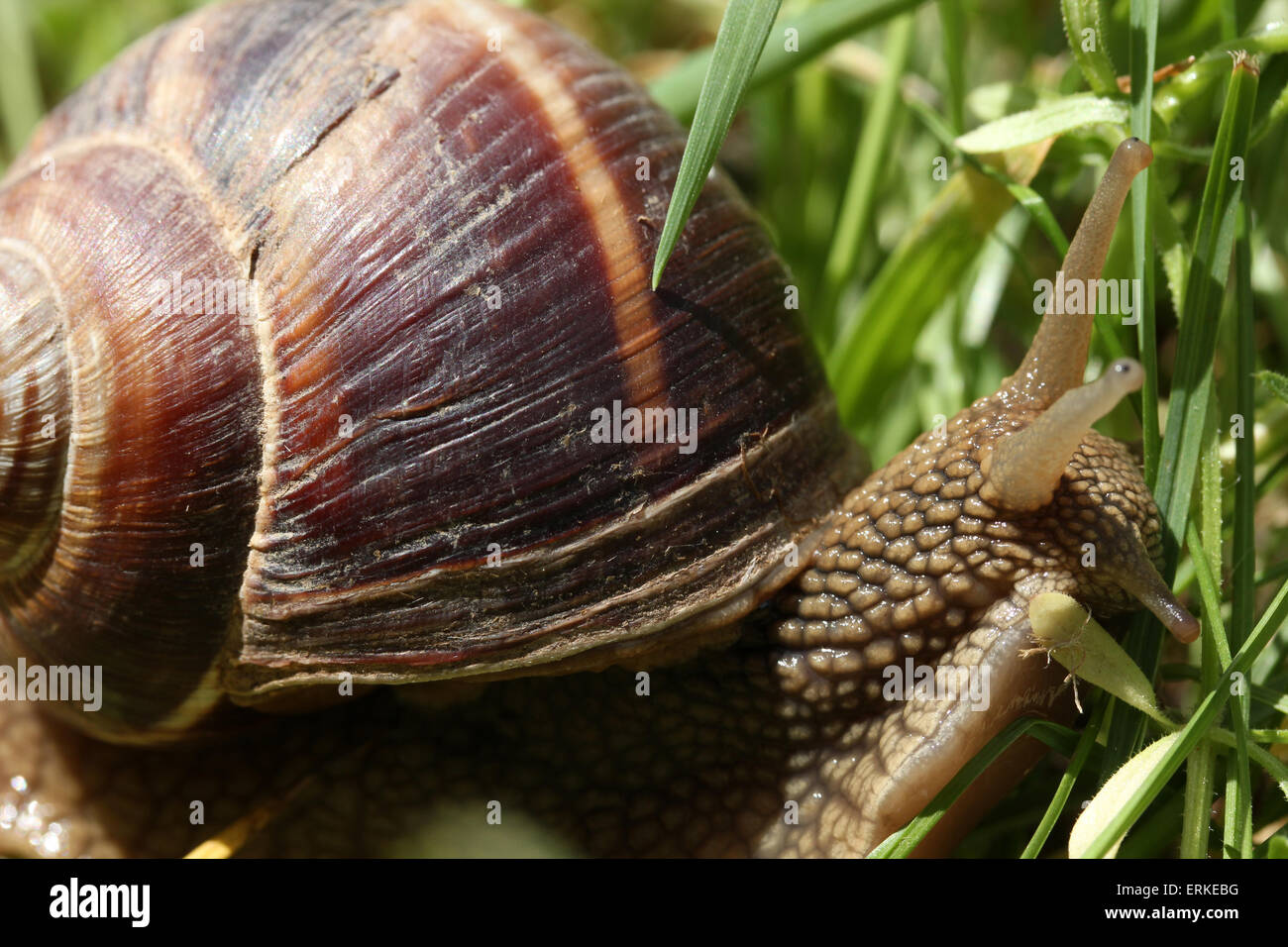Hermaphrodite sea slug hi-res stock photography and images - Alamy