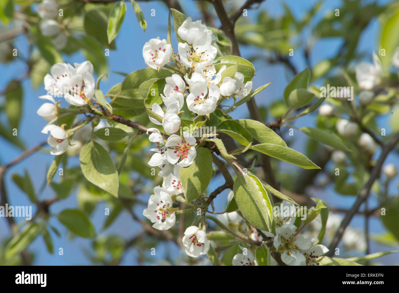 Flowering Pear tree (Pyrus sp.), Emsland, Lower Saxony, Germany Stock ...