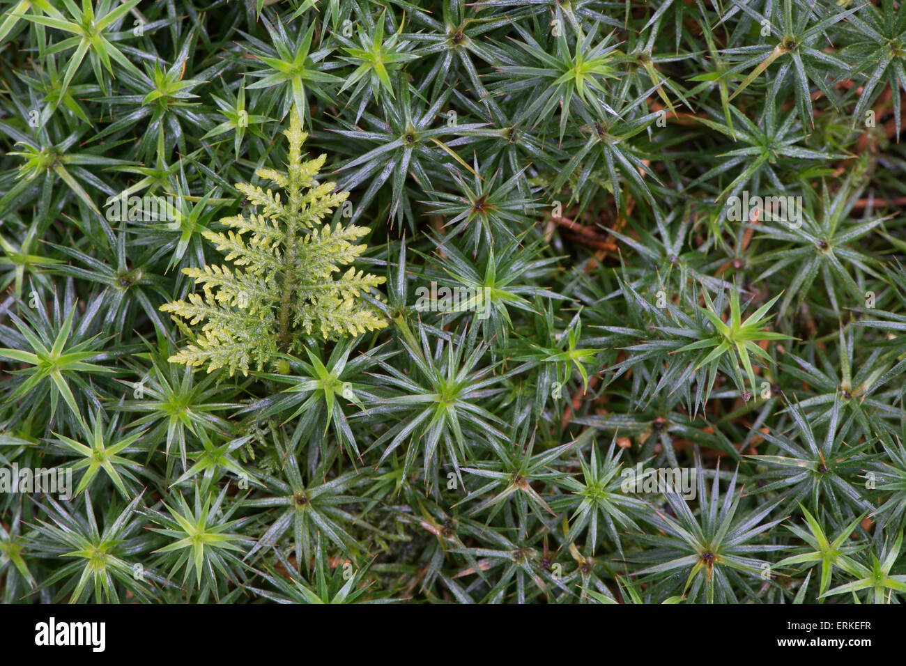 Spikemoss (Selaginella spec.) on Common Haircap Moss (Polytrichum ...