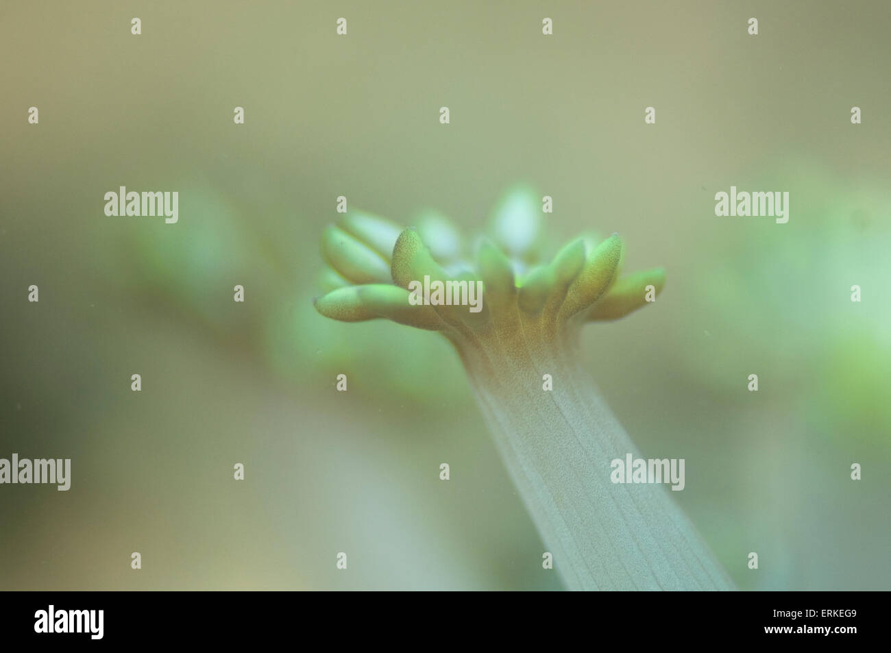 A detailed shot of a Coral Polyp in abstract, Sapi, TARP, Sabah ...