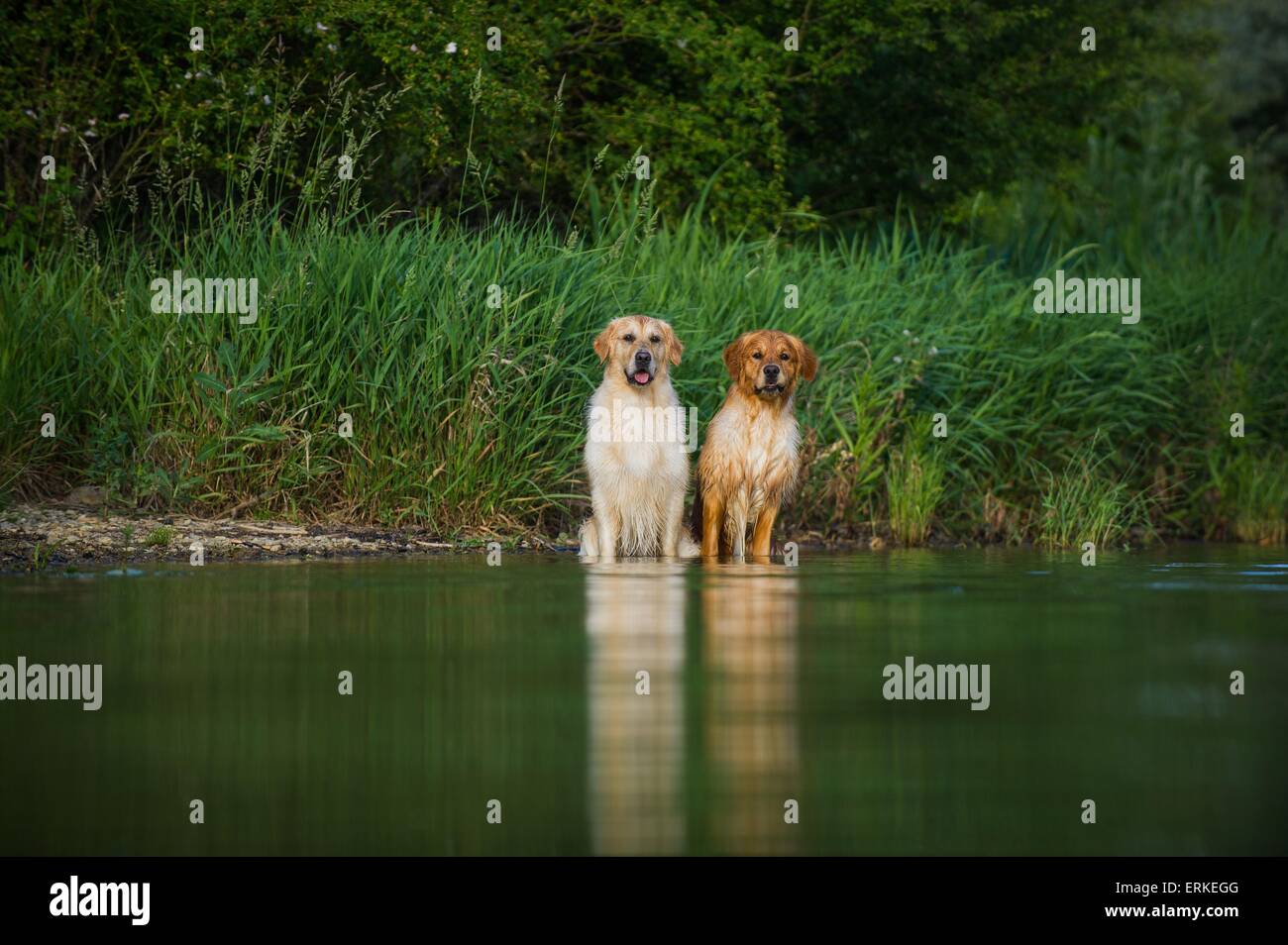 2 dogs golden retriever hi-res stock photography and images - Alamy
