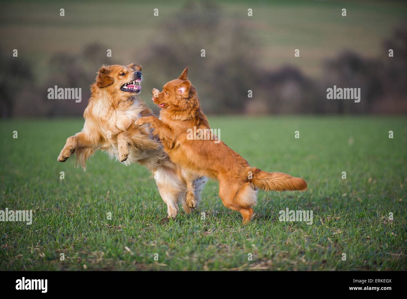 Leaping dogs hi-res stock photography and images - Alamy