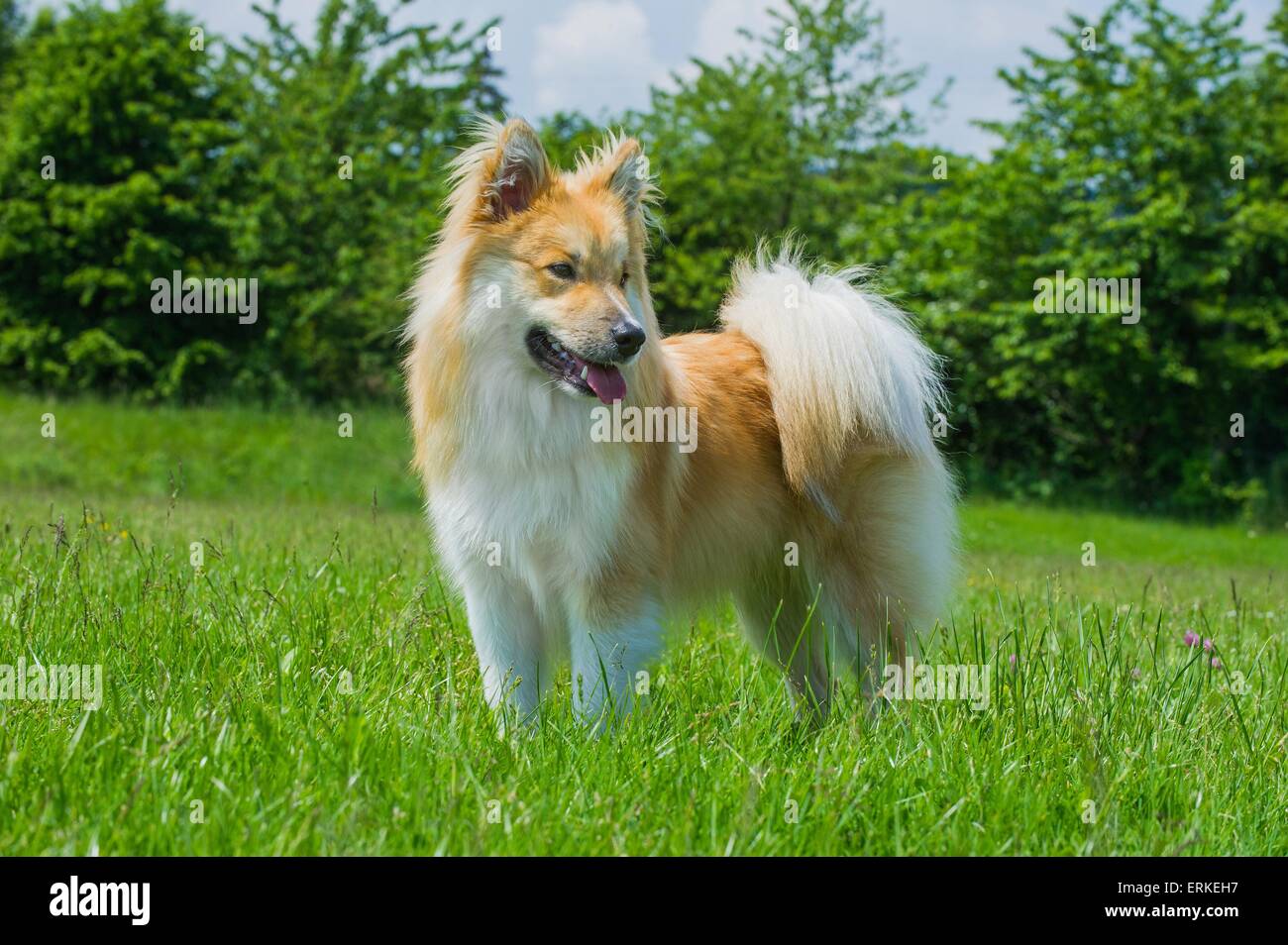Sheepdog summer standing hi-res stock photography and images - Alamy