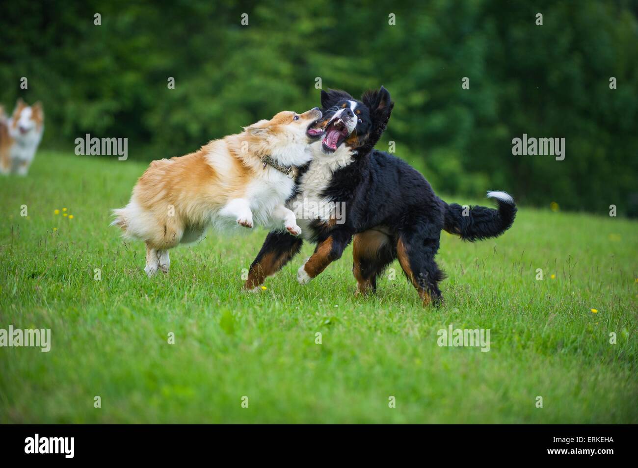 Dog fight hi-res stock photography and images - Alamy