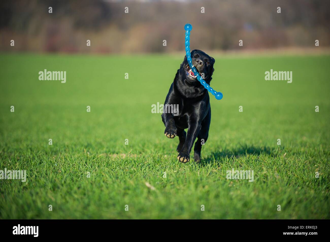playing Labrador Retriever Stock Photo - Alamy