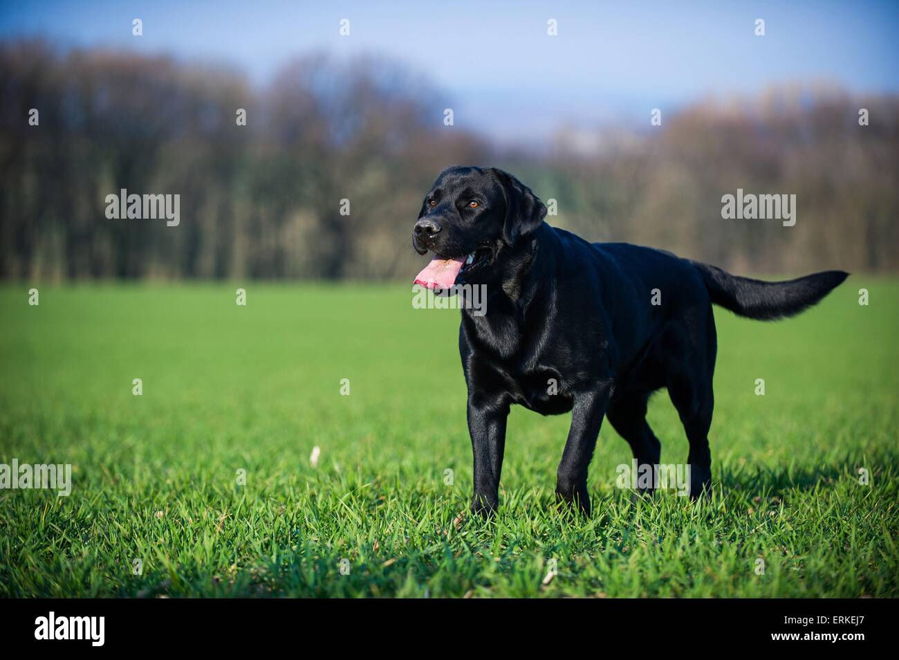 walking Labrador Retriever Stock Photo - Alamy
